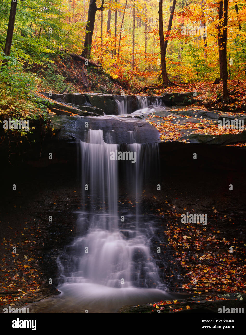 Autumnal landscape with Sugar maple (Acer saccharum) and American beech ...