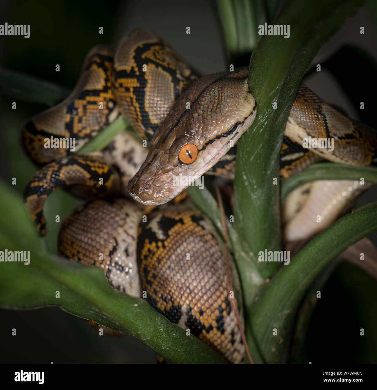 Reticulated Python (Malayopython reticulatus) captive, native to South ...