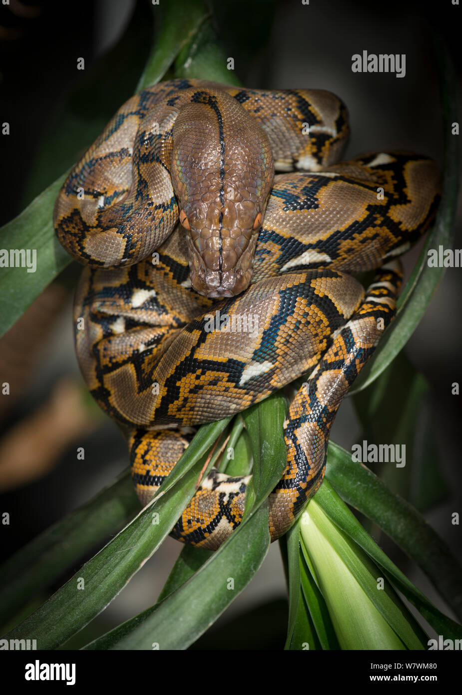 Reticulated Python (Malayopython reticulatus) captive, native to South ...