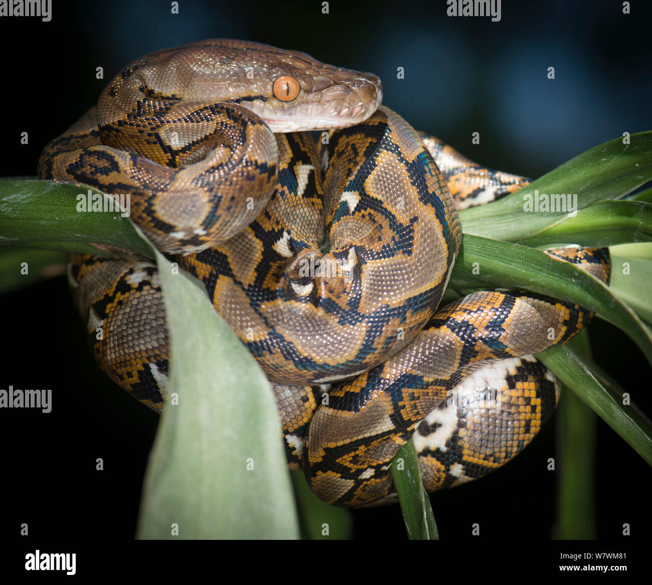 Reticulated Python (Malayopython reticulatus) captive, native to South ...