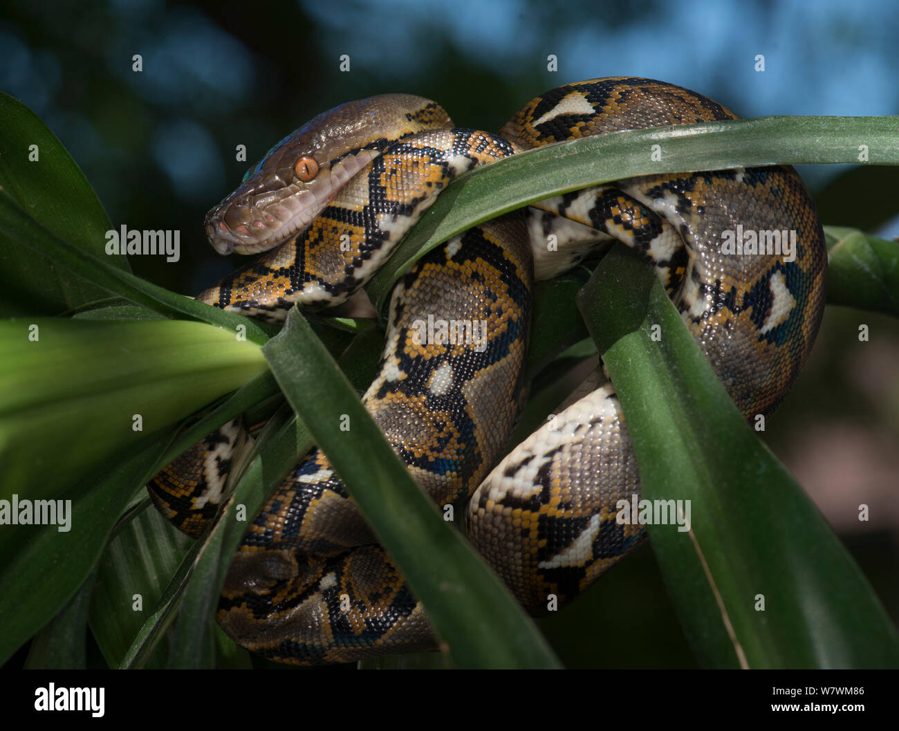 Reticulated Python (Malayopython reticulatus) captive, native to South ...