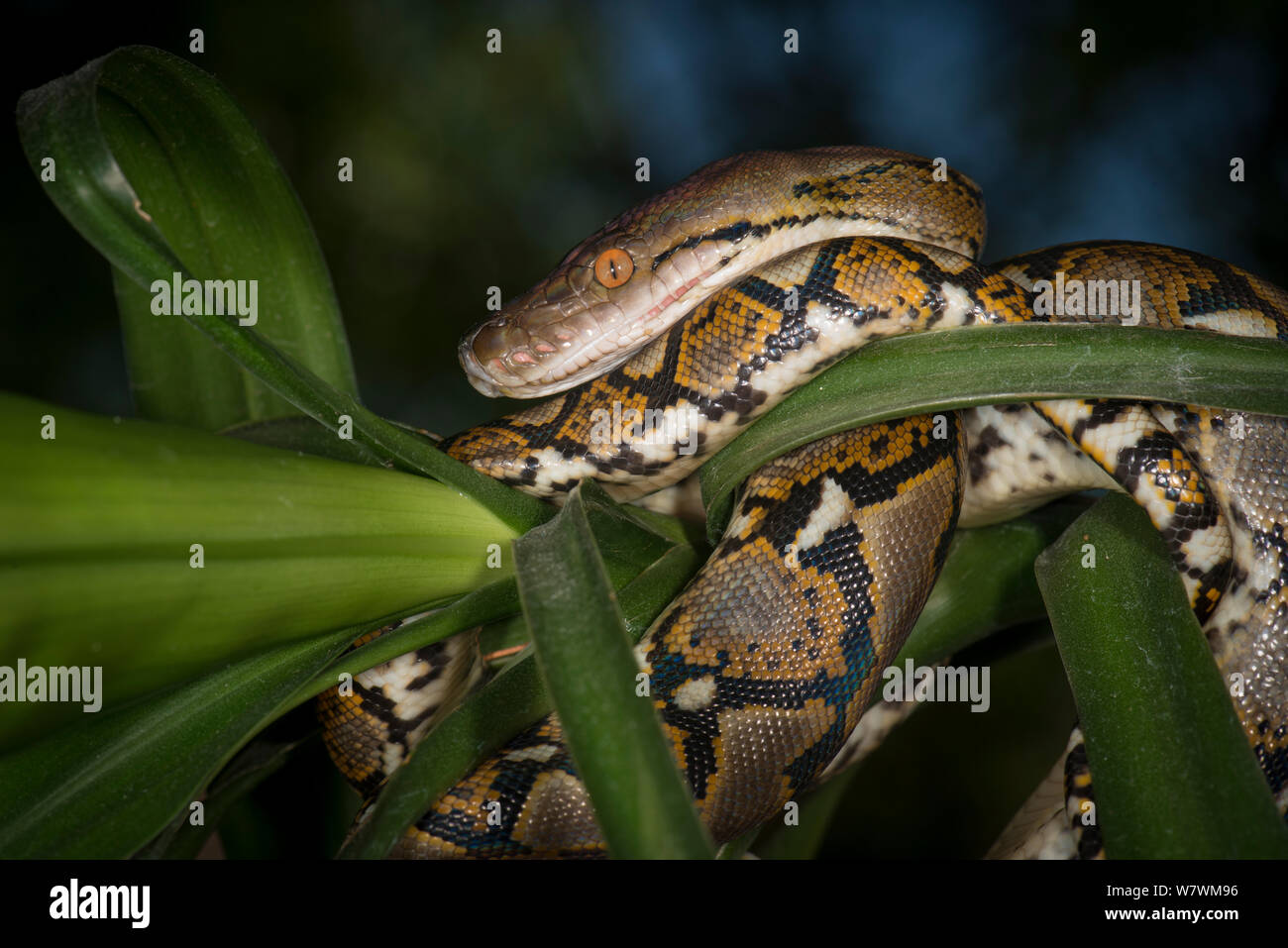 Reticulated Python (Malayopython reticulatus) captive, native to South ...