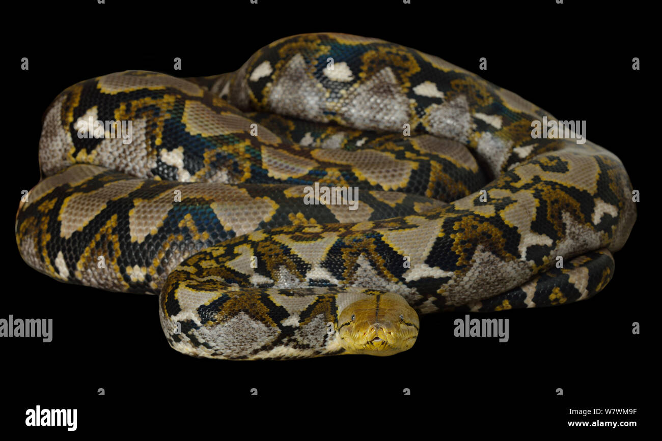 Reticulated Python (Malayopython reticulatus) captive, native to South ...