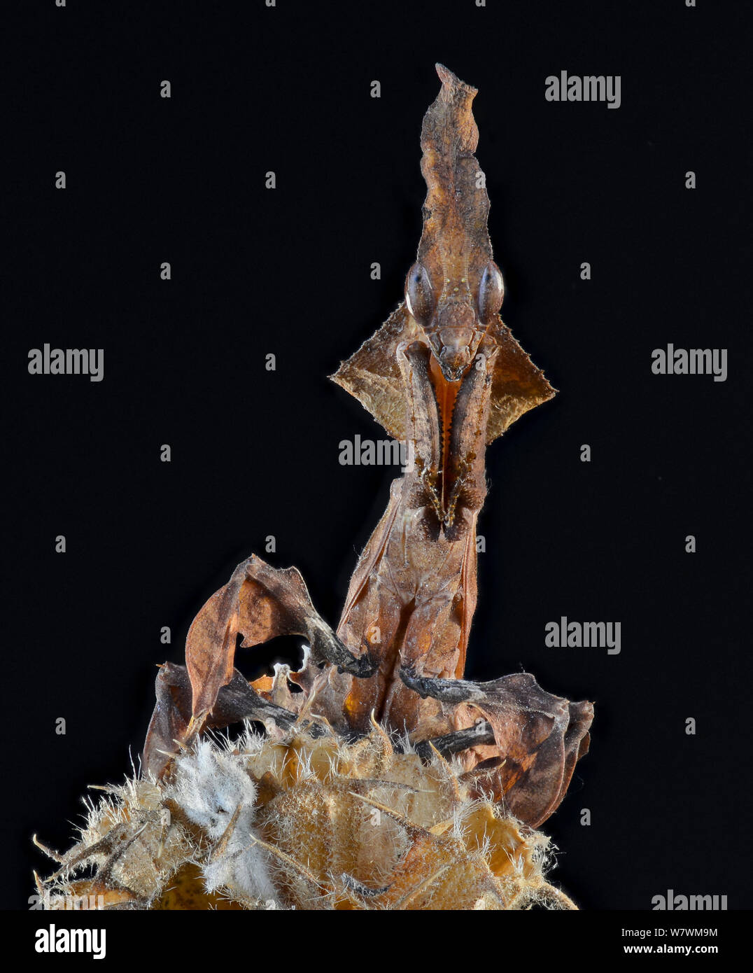 Ghost Mantis (Phyllocrania paradoxa) looking at camera, captive, native ...