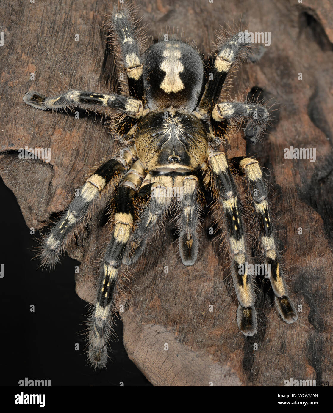 Poecilotheria Subfusca Highland