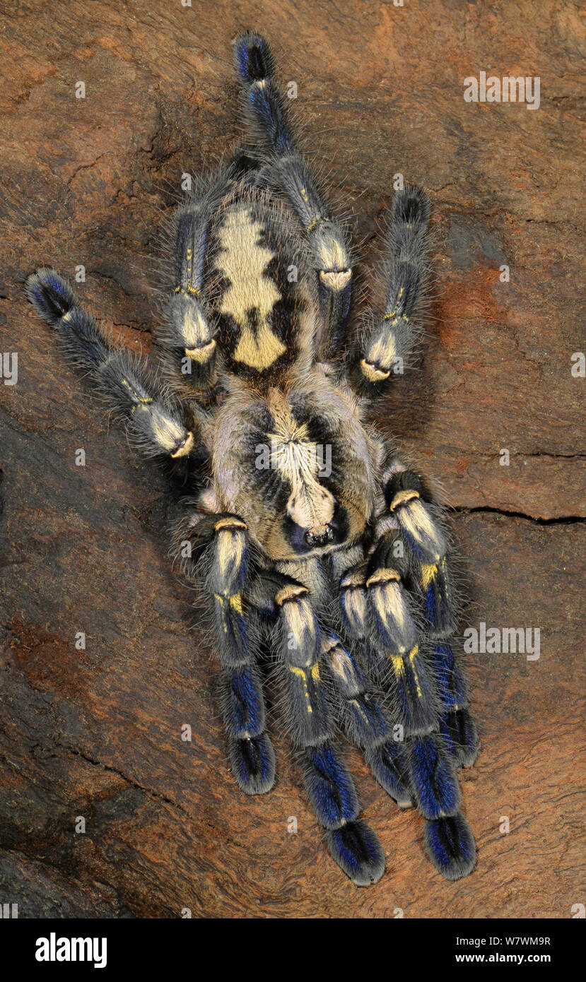 Gooty sapphire ornamenta tarantula (Poecilotheria metallica) captive ...