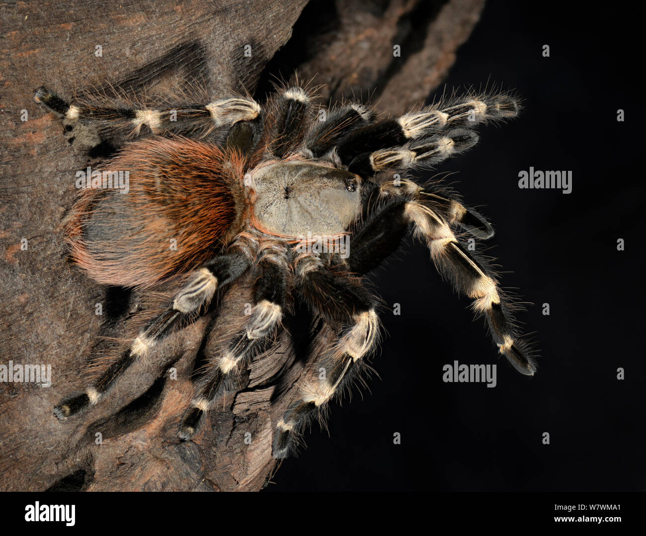 Brazilian red birdeater hi-res stock photography and images - Alamy