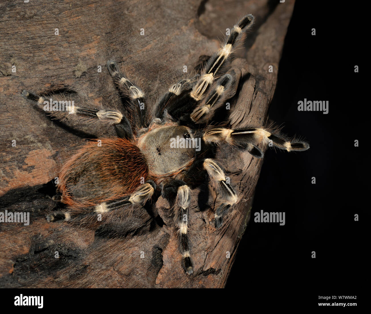 Brazilian red and white tarantula hi-res stock photography and images ...