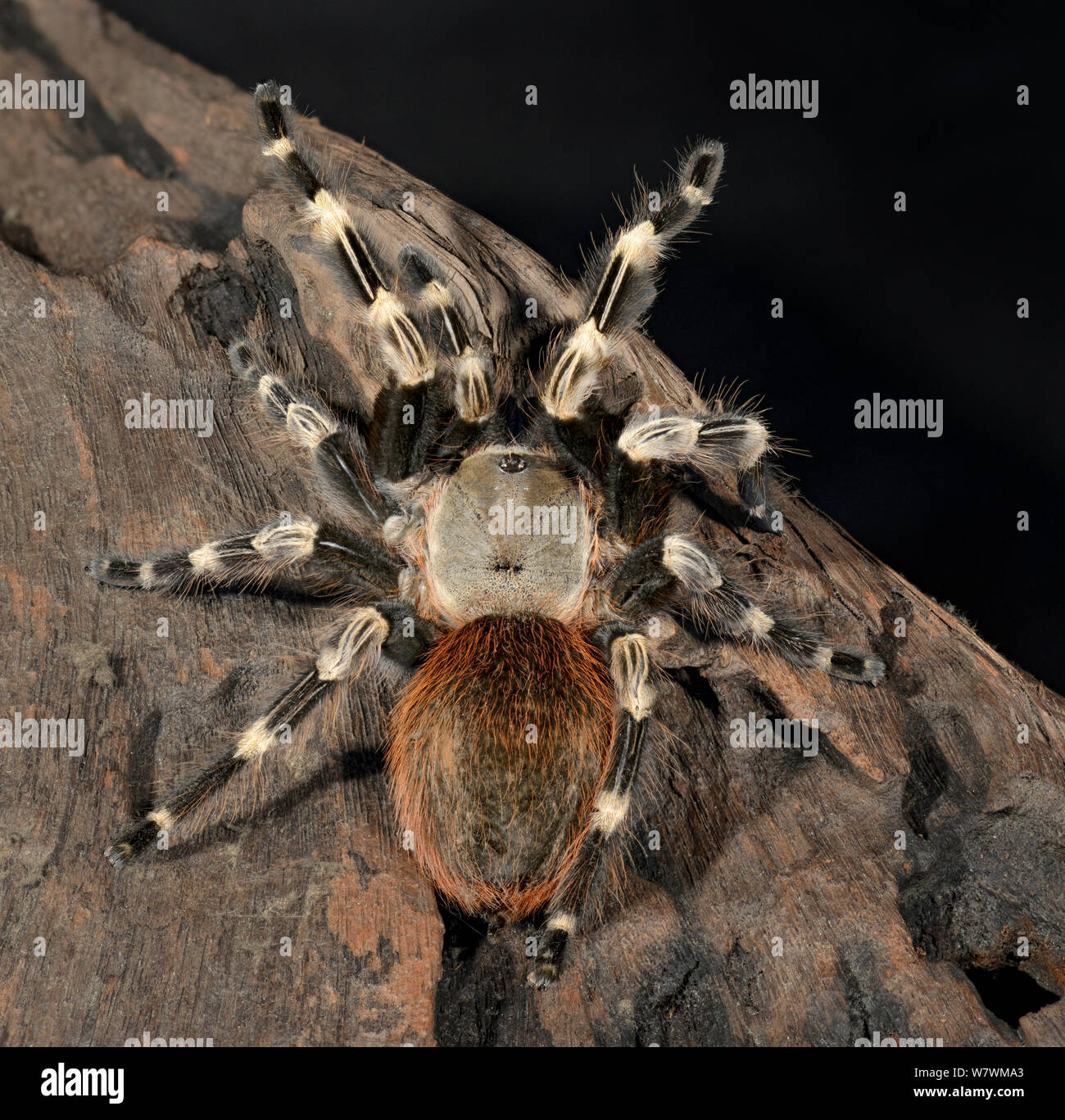 Brazilian Red And White Tarantula High Resolution Stock Photography and ...