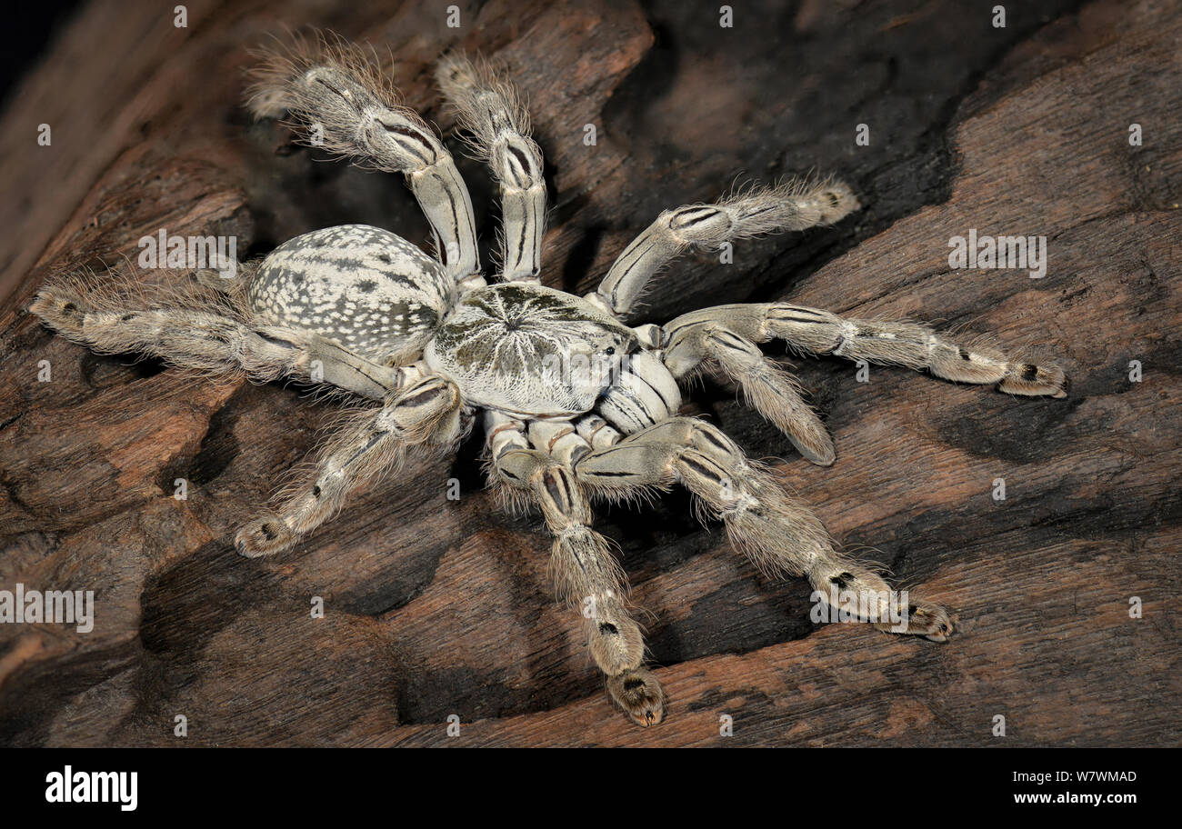 Maculata tarantula hi-res stock photography and images - Alamy