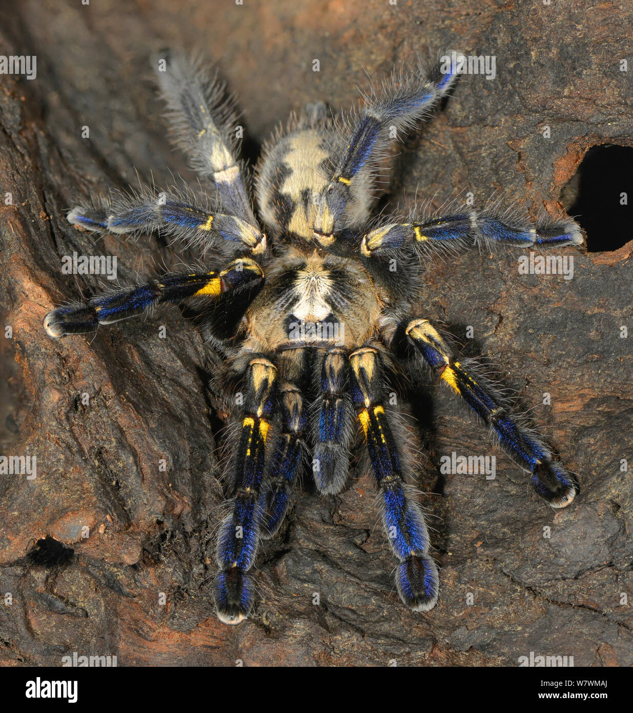 Heteroscodra Maculata