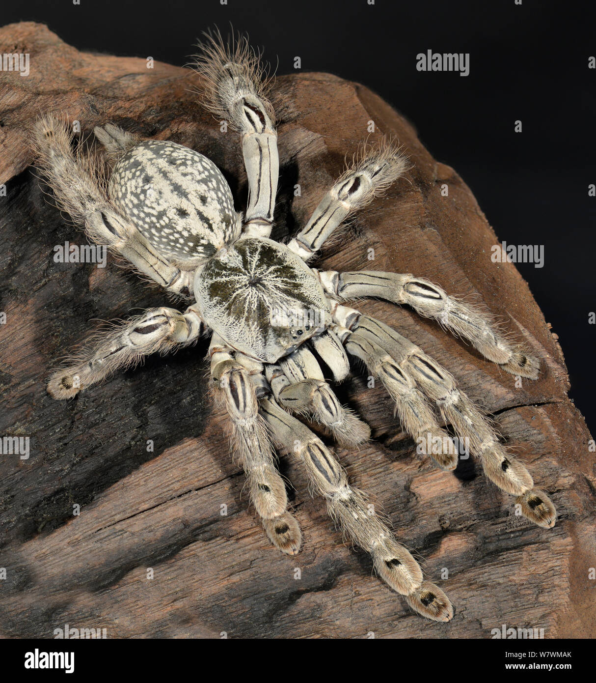 Maculata tarantula hi-res stock photography and images - Alamy
