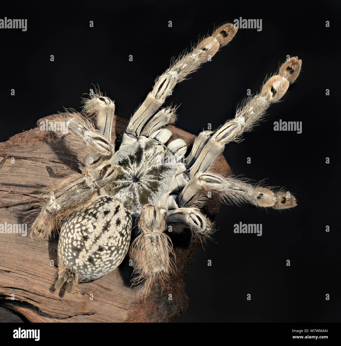 Ornamental Baboon Tarantula