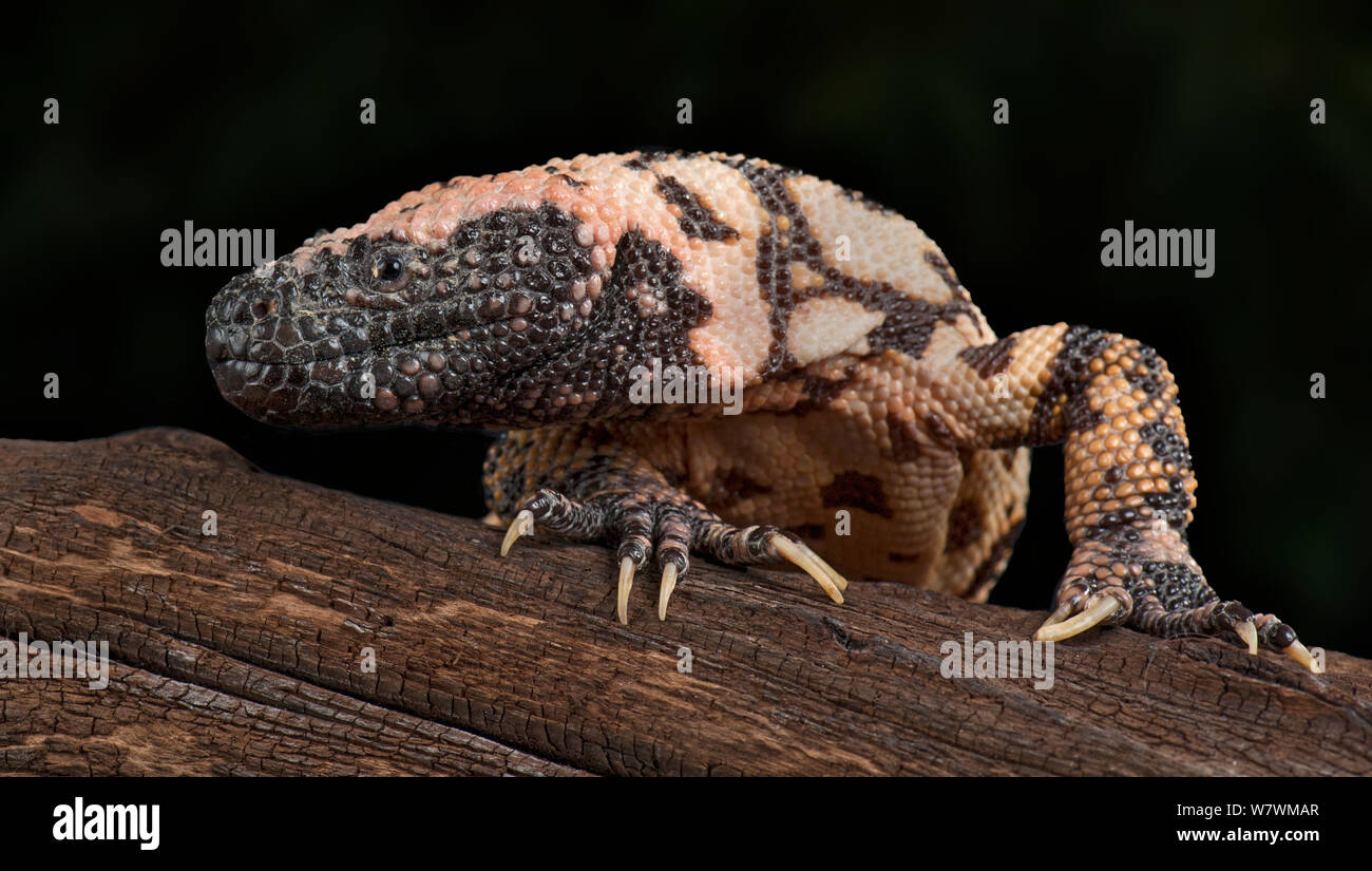 Gila Monster (Heloderma suspectum) captive, native to southwestern USA ...
