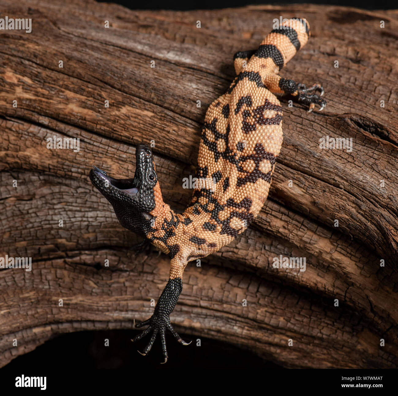 Gila Monster (Heloderma suspectum) with mouth open, captive, native to ...