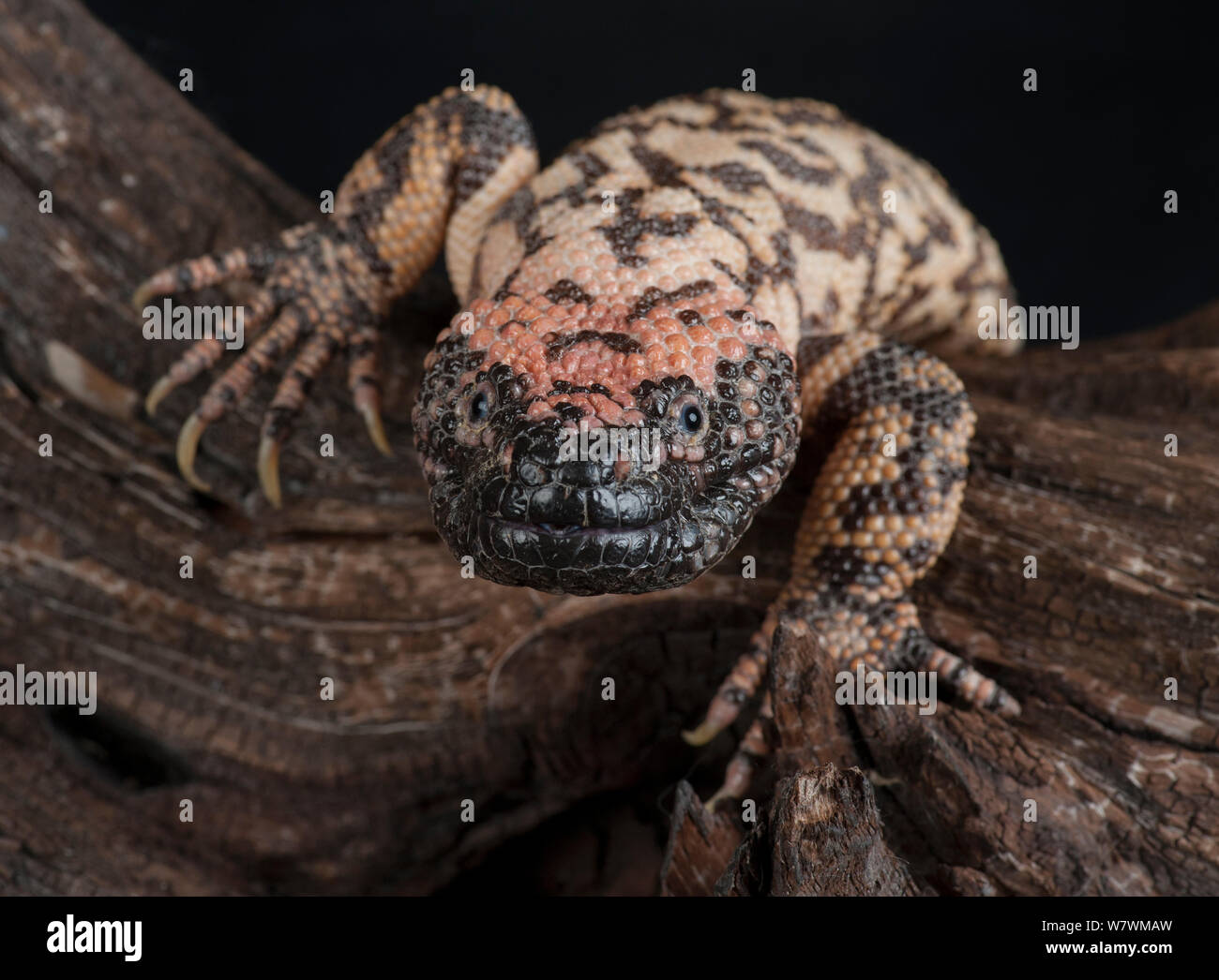 Gila Monster (Heloderma suspectum) captive, native to southwestern USA ...