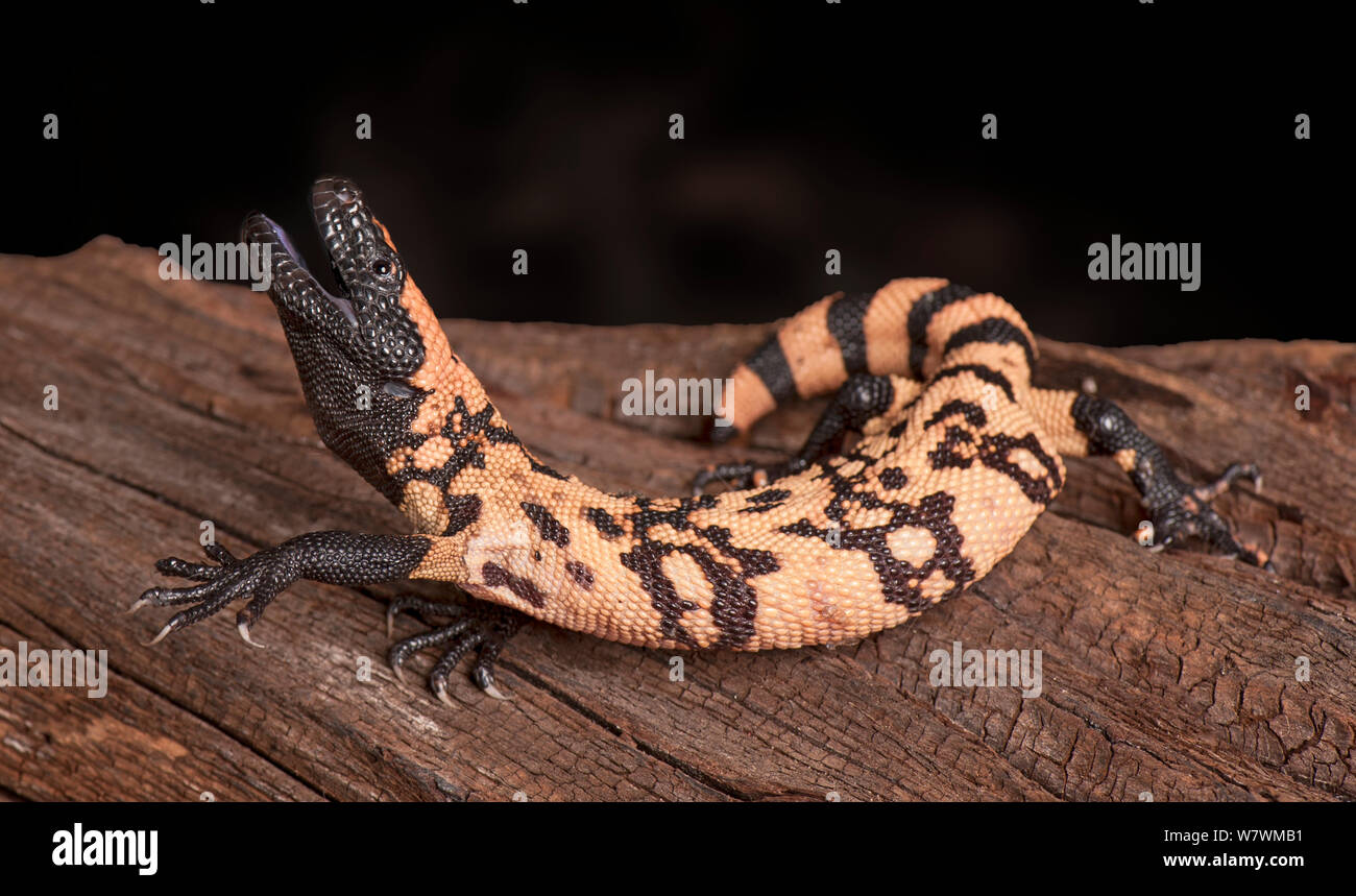Gila monster hi-res stock photography and images - Alamy