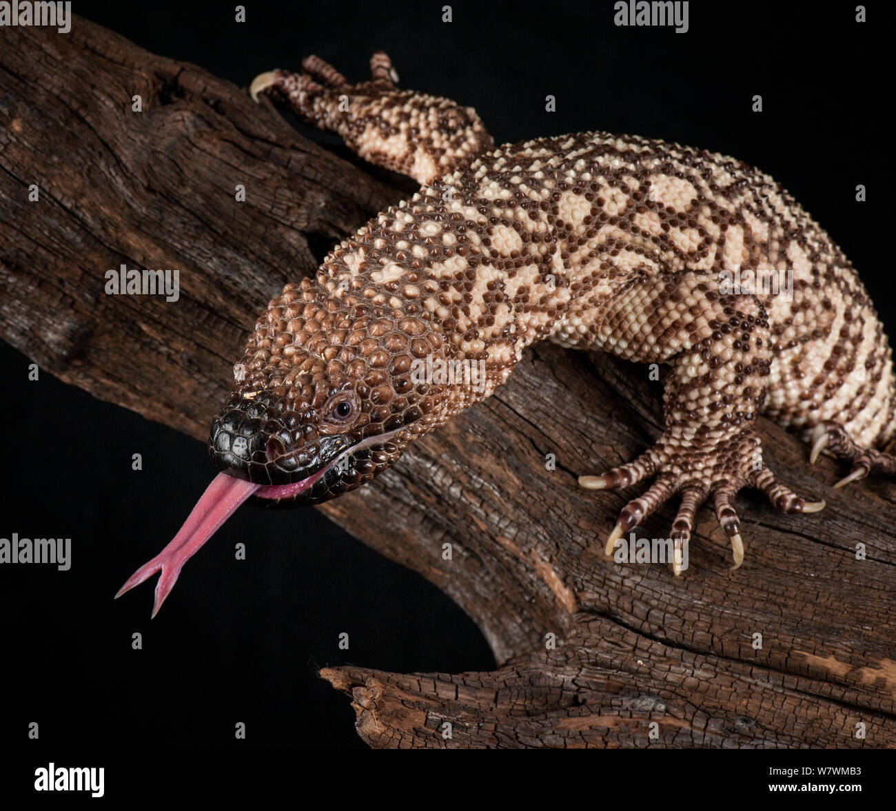 Mexican Beaded Lizard (Heloderma horridum) sensing with tongue, captive ...