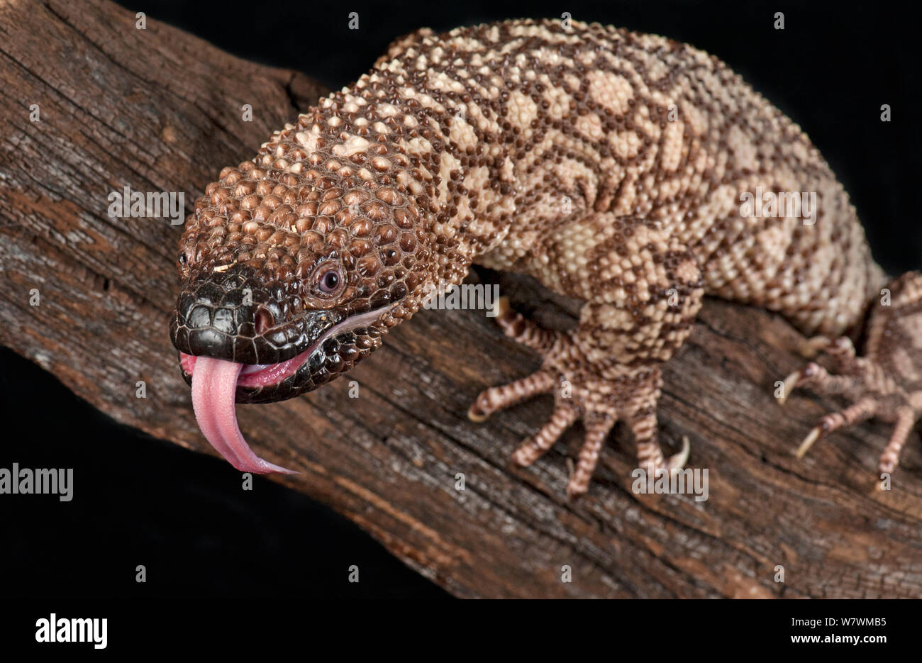 Mexican Beaded Lizard (Heloderma horridum) sensing with tongue, captive ...