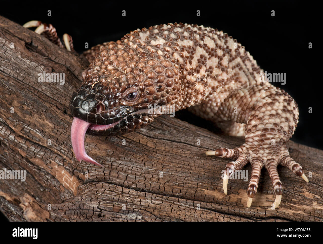 Mexican Beaded Lizard (Heloderma horridum) sensing with tongue, captive ...