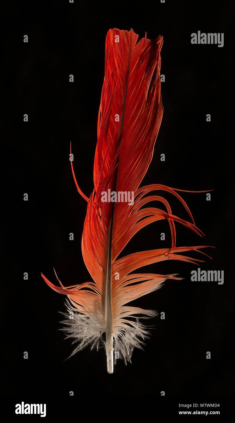 Birds of congo hi-res stock photography and images - Alamy