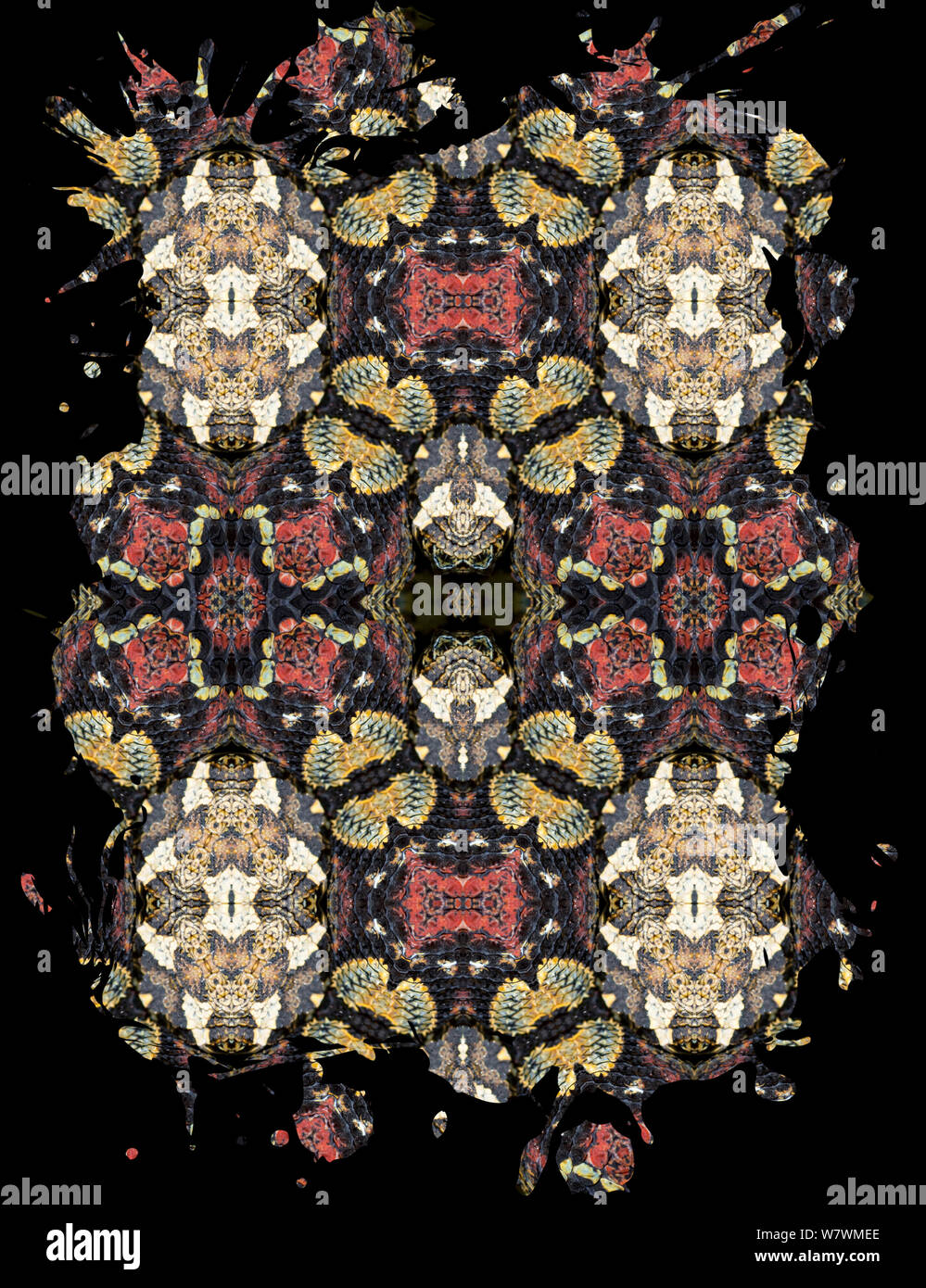 Kaleidoscope pattern formed from picture of Rhinoceros viper (Bitis ...