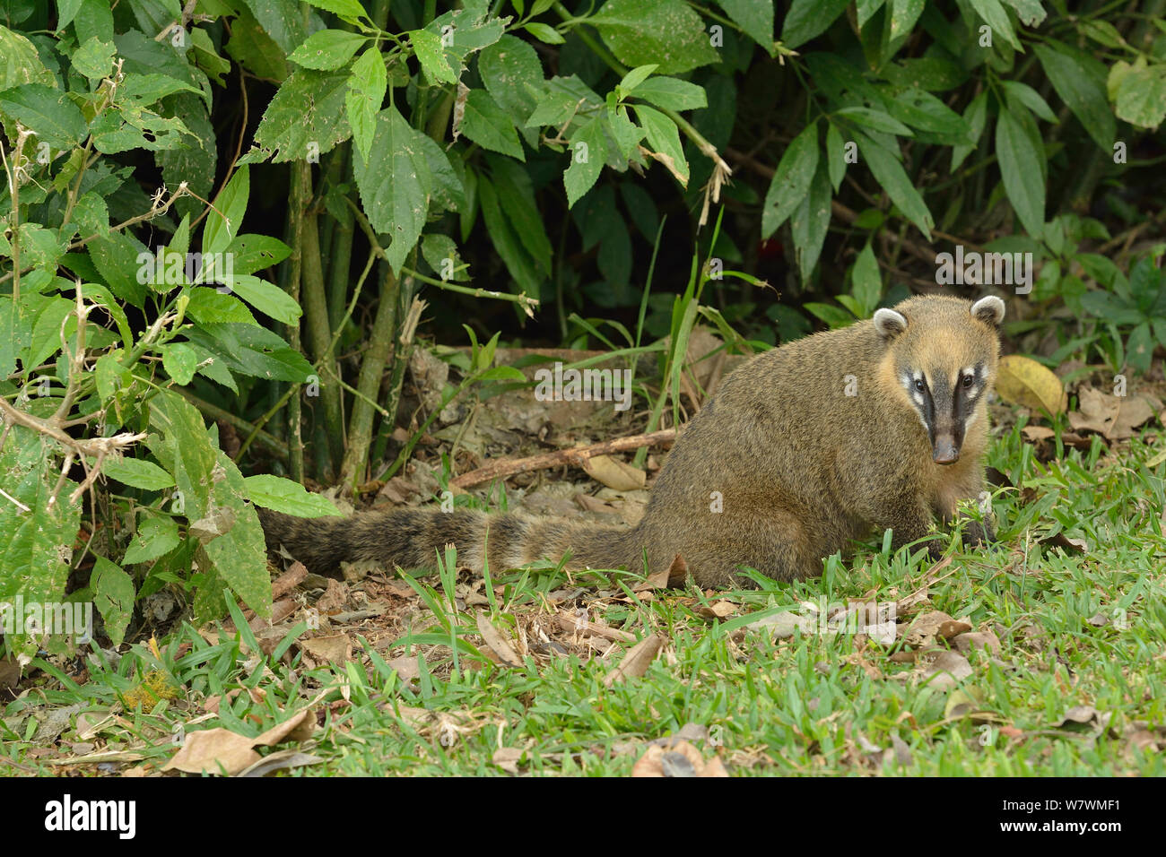 South american coati brazil hi-res stock photography and images - Alamy