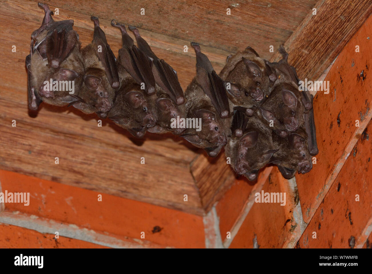 Leaf nosed bats (Phyllostomidae) roosting in corner of a building ...