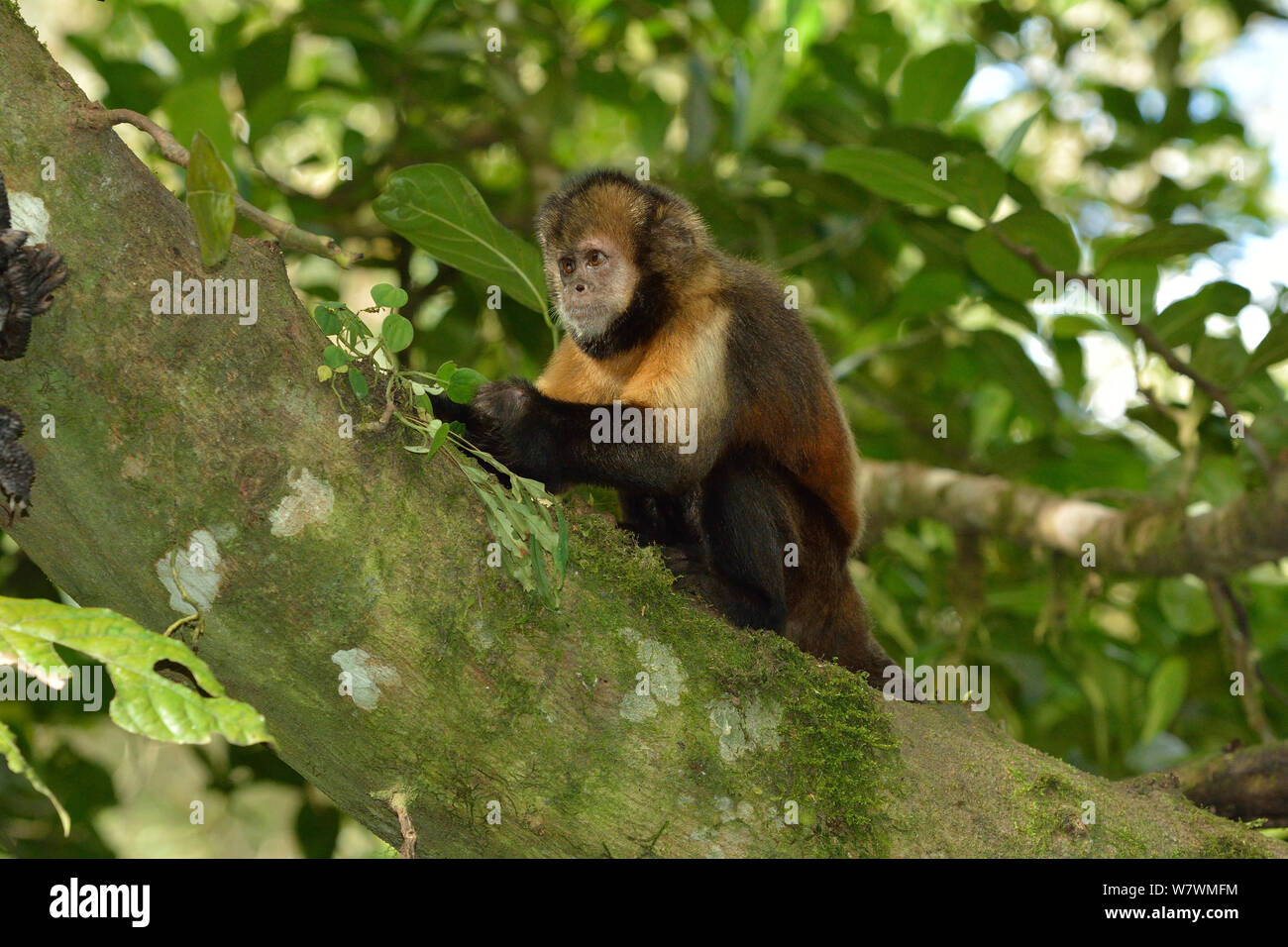 Yellow-breasted Capuchin monkey, or Buff-headed Capuchin monkey ...