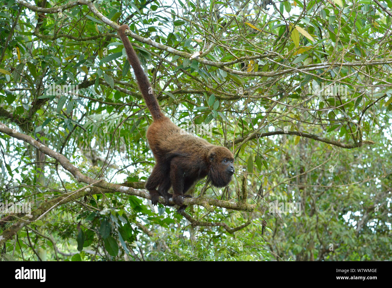 Protected monkeys hi-res stock photography and images - Alamy