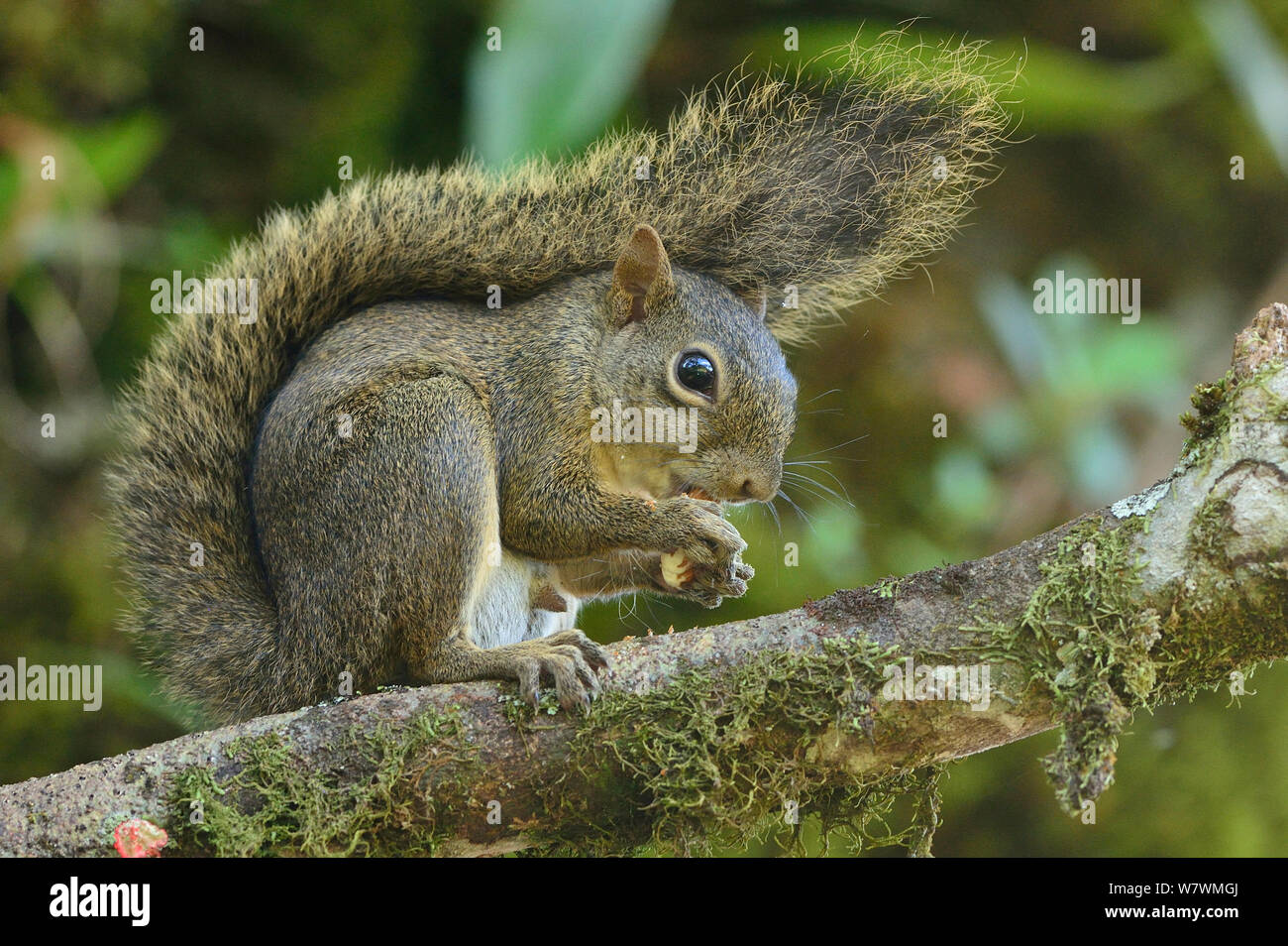 Guianan squirrel sciurus aestuans hi-res stock photography and images ...