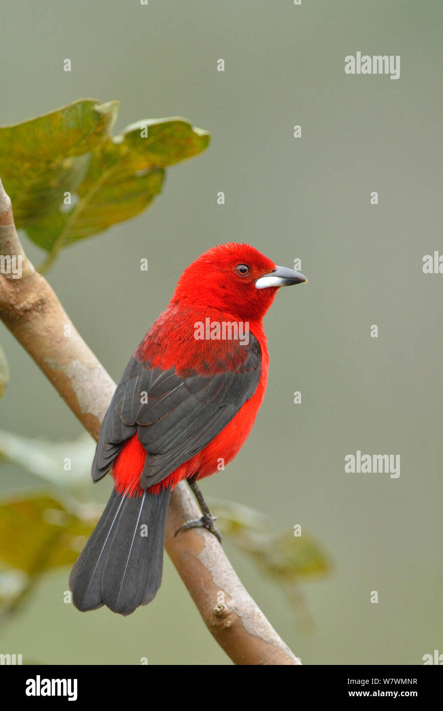 Brazilian tanager (Ramphocelus bresilius) perched on branch, Serrinha ...