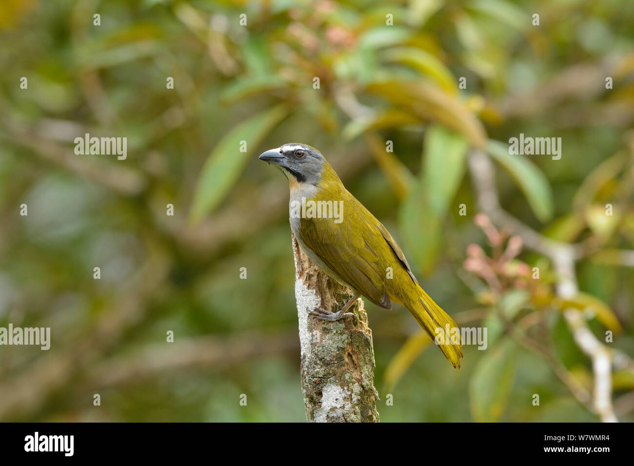 Buff-throated Saltator (Saltator maximus) montane Atlantic Rainforest ...
