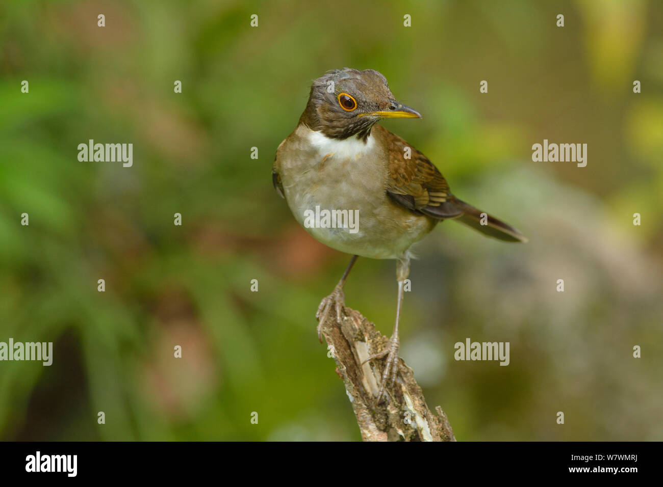 White necked thrush turdus albicollis hi-res stock photography and images - Alamy
