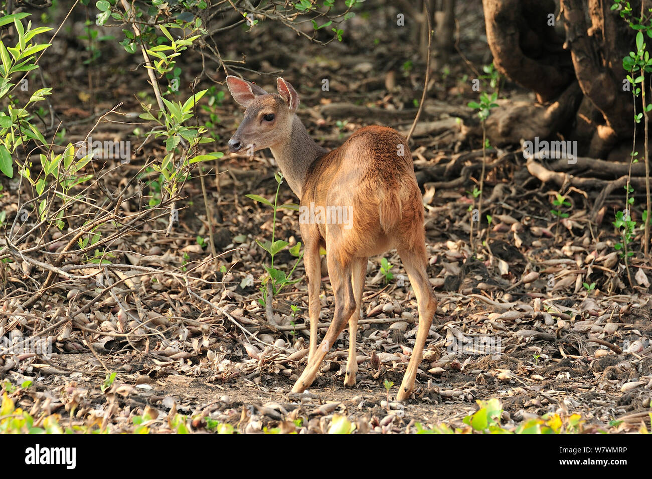 Brocket deer hi-res stock photography and images - Alamy