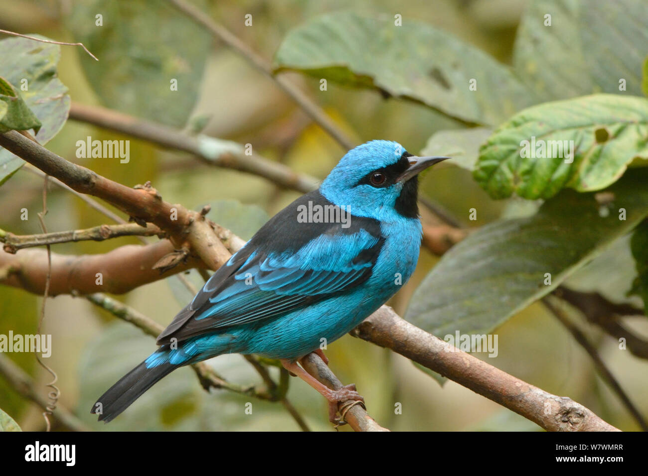 Turquoise dacnis hi-res stock photography and images - Alamy