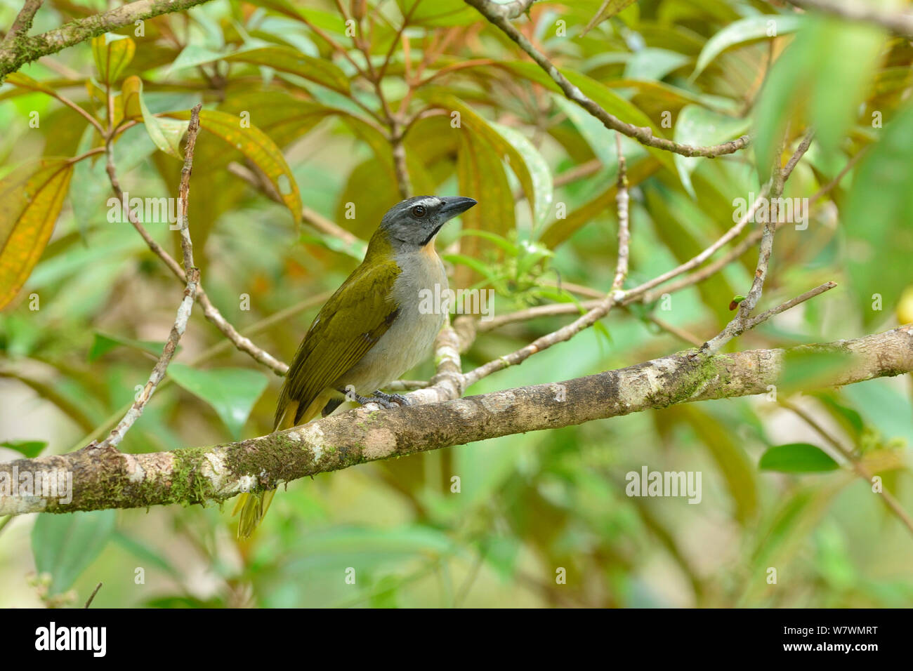 Buff-throated Saltator (Saltator maximus) montane Atlantic Rainforest ...