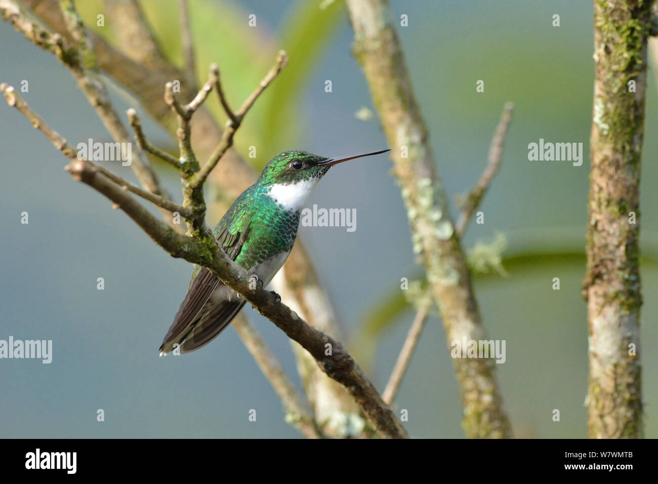 Brazilian hummingbird hi-res stock photography and images - Alamy