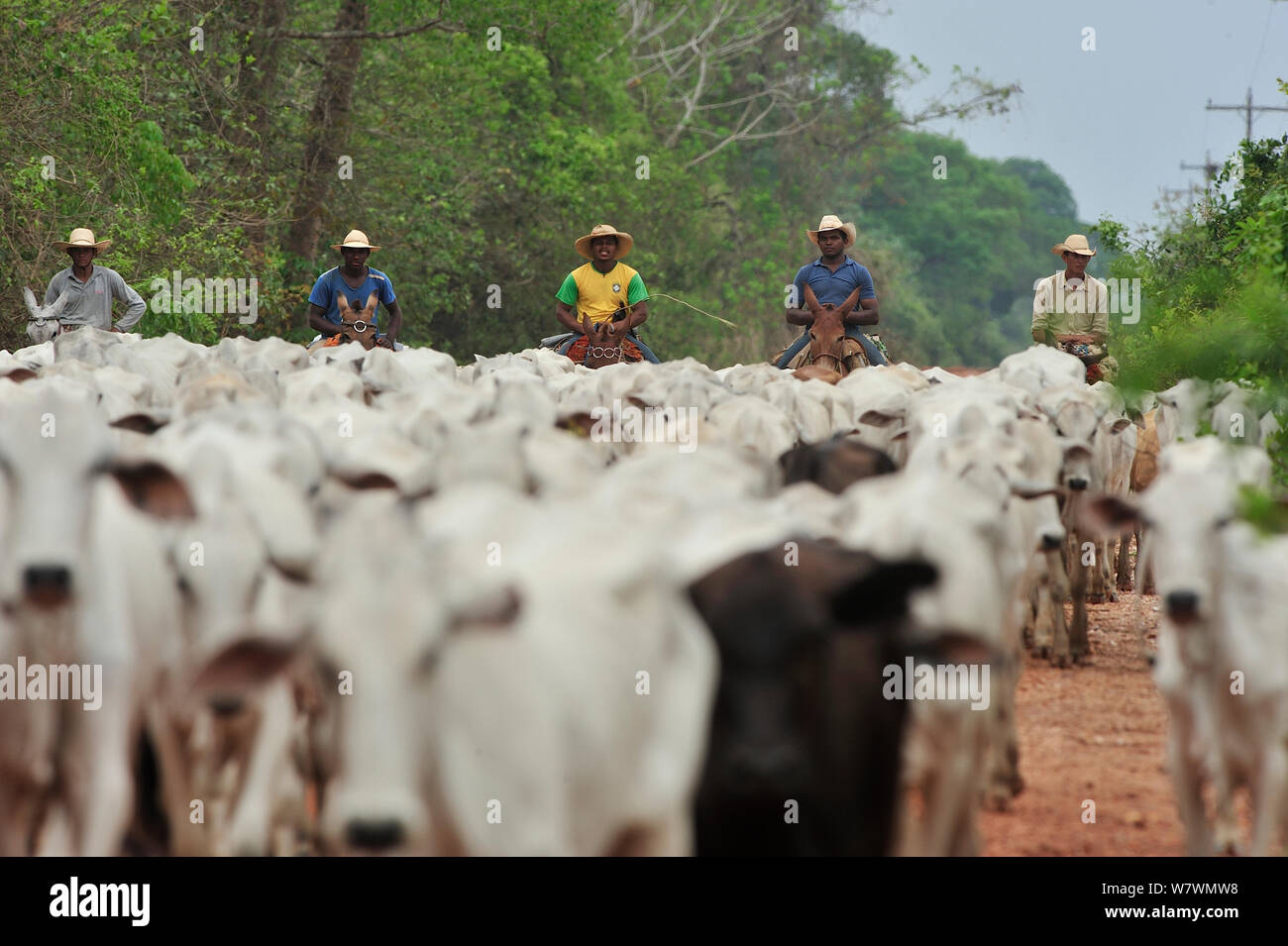 Cowboy of Pantanal Matogrossense driving a herd of cattle by the ...