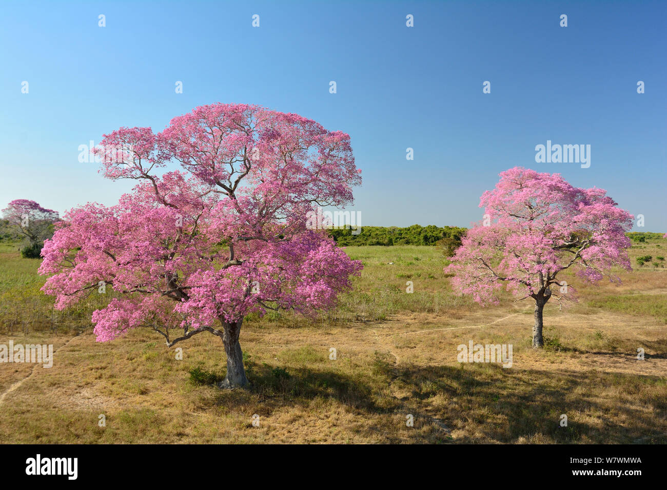 Trumpet tree pantanal hi-res stock photography and images - Alamy