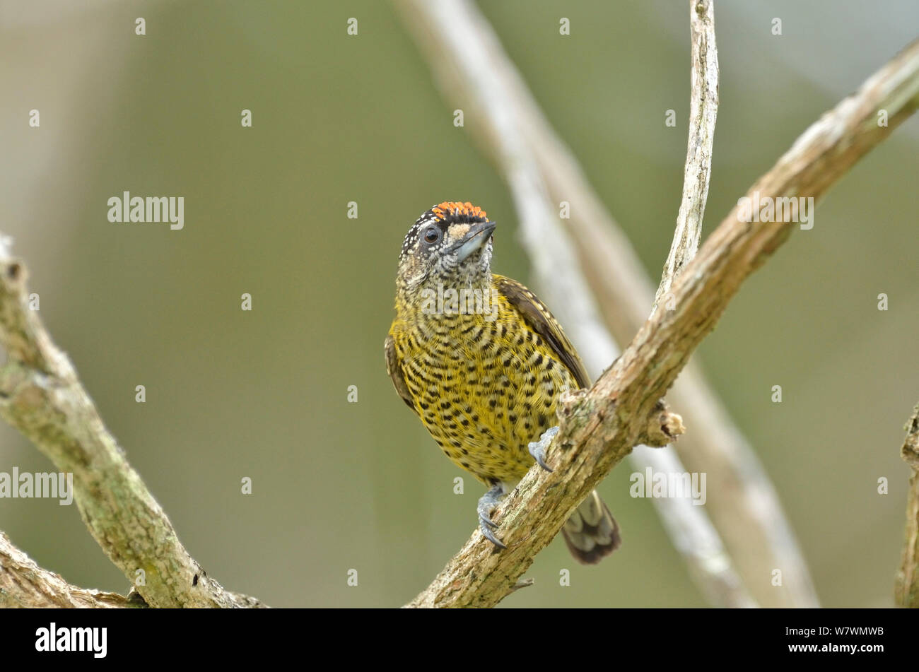 Picumnus exilis hi-res stock photography and images - Alamy