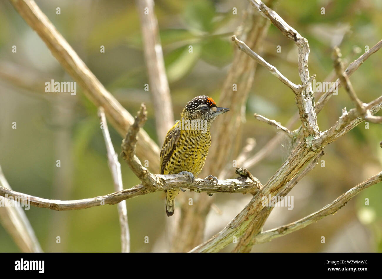 Picumnus exilis hi-res stock photography and images - Alamy