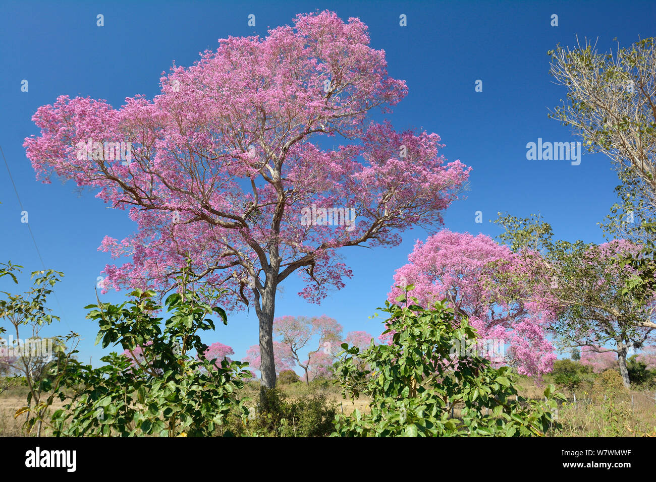 Pink Ipe trees (Tabebuia ipe / Handroanthus impetiginosus) in flower ...