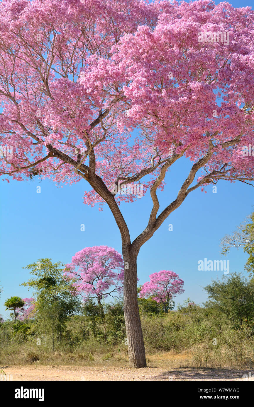 Pink Ipe trees (Tabebuia ipe / Handroanthus impetiginosus) in flower ...