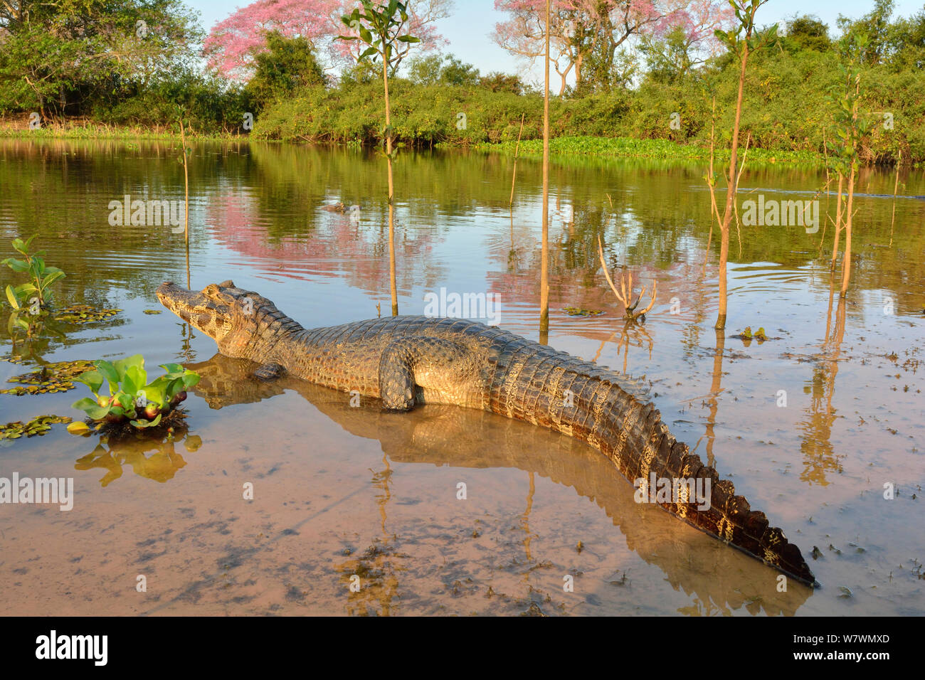 Jacare of wetland hi-res stock photography and images - Alamy