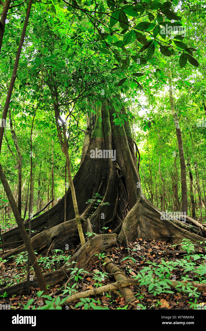 Buttress trunks hi-res stock photography and images - Alamy