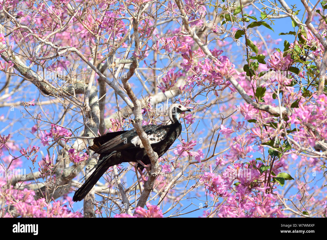Blue throated piping guan (Pipile pipile) perched in flowering Pink Ipe ...