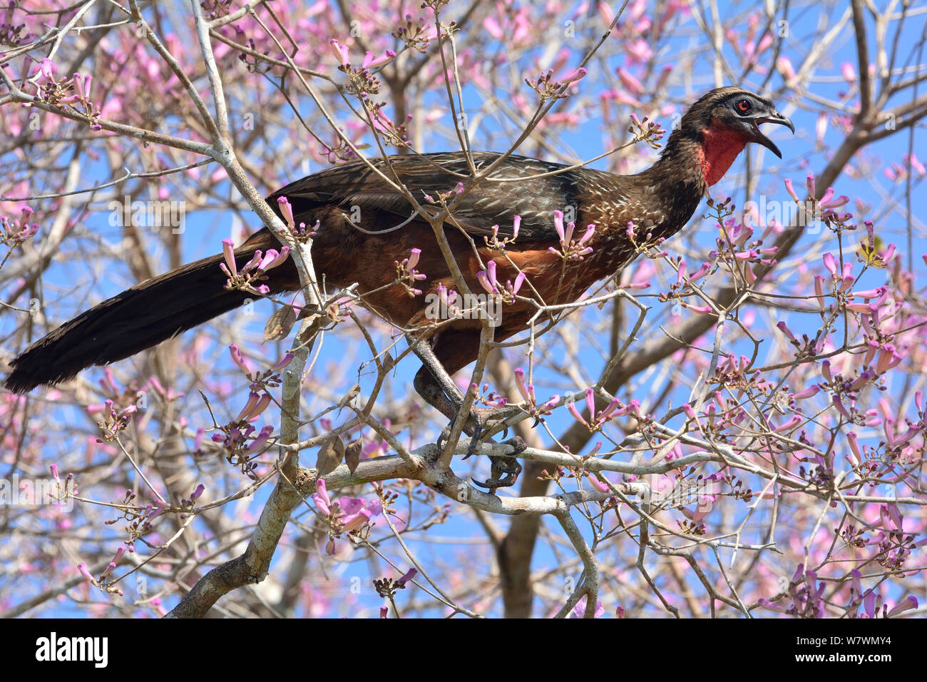 Guan (Penelope sp.) in flowering Pink Ipe tree (Tabebuia ipe ...