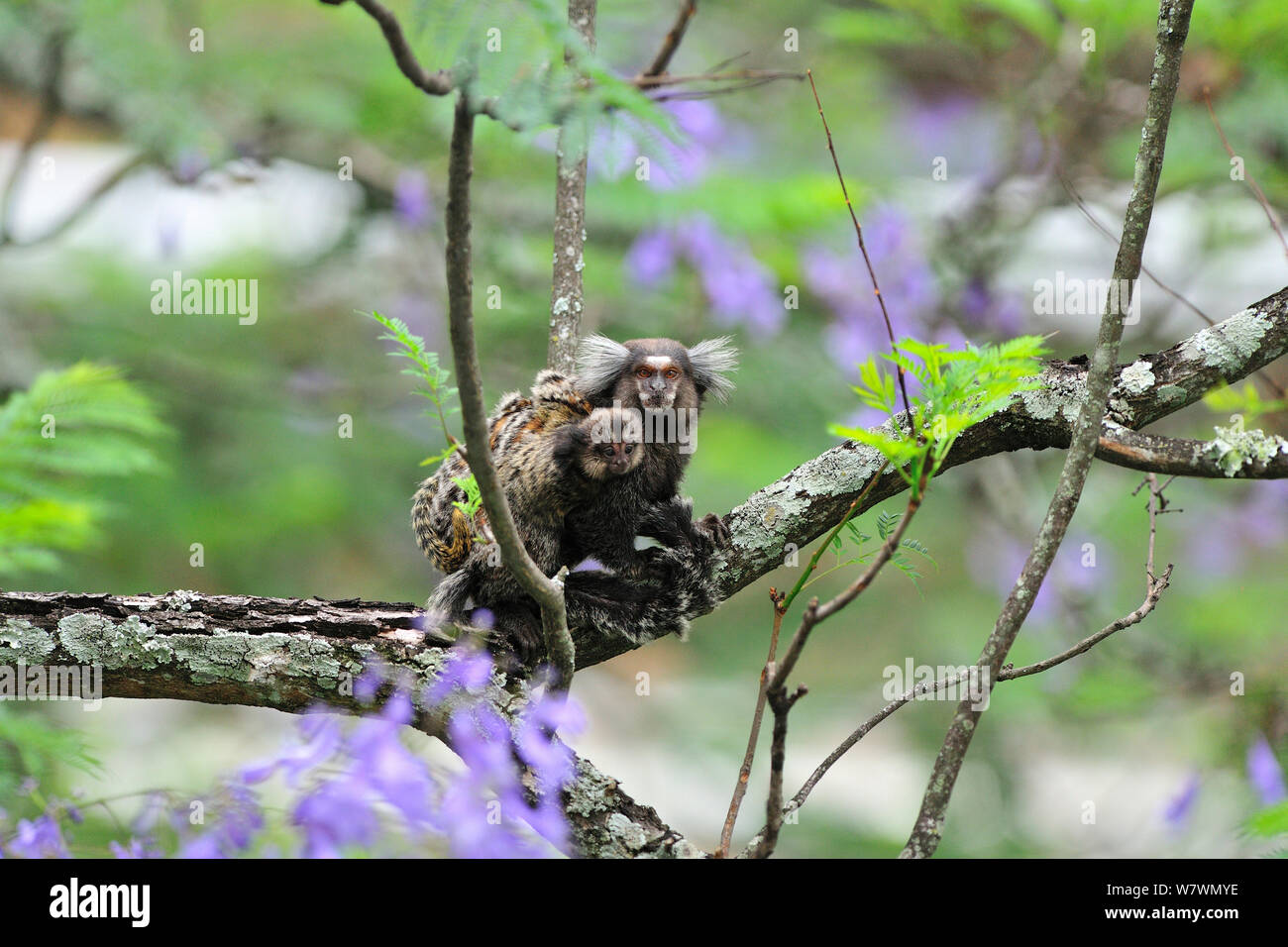 Baby Marmoset High Resolution Stock Photography and Images - Alamy