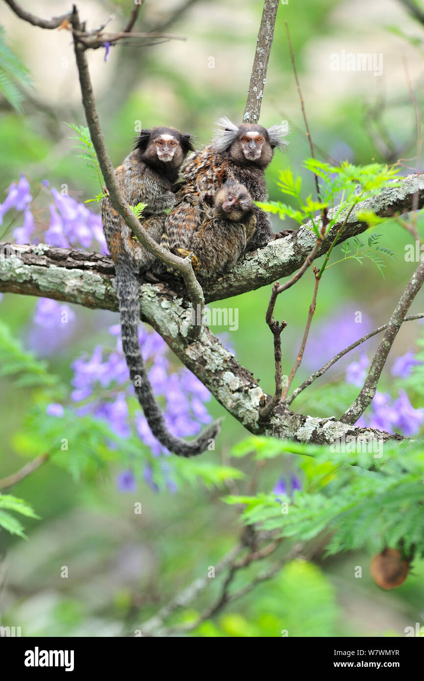 Baby Marmosets